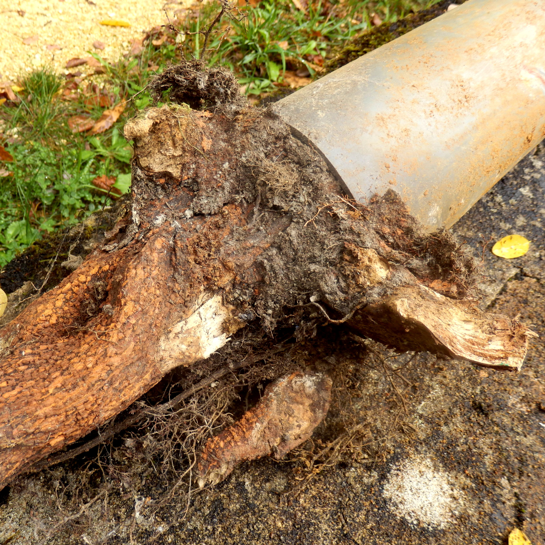 Drain Root Removal - PLT Group